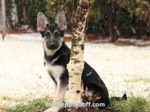 Silver German Shepherd: A Stunning and Rare Breed
