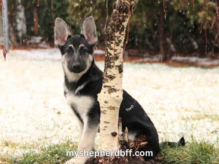 Silver German Shepherd: A Stunning and Rare Breed