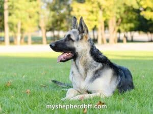 Silver German Shepherd: A Stunning and Rare Breed