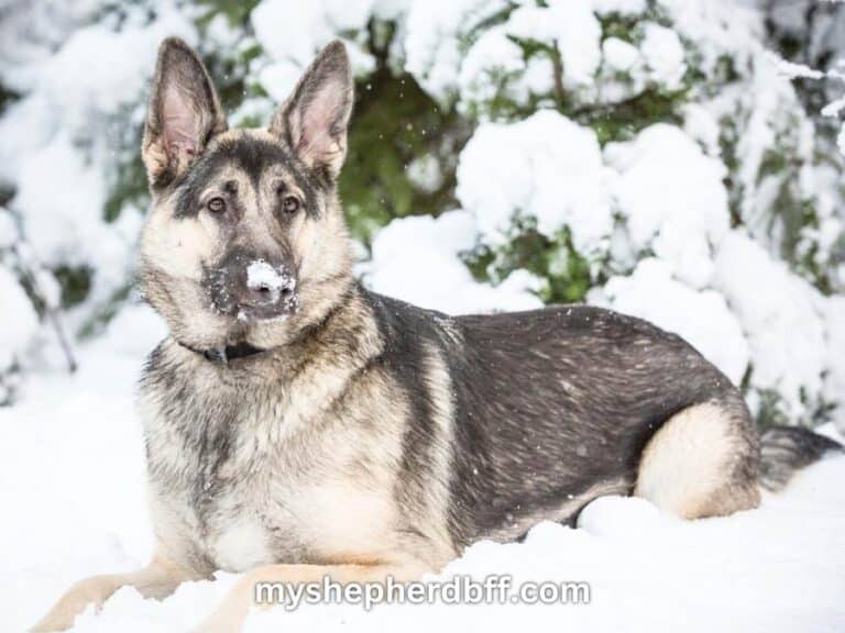Silver German Shepherd: A Stunning and Rare Breed