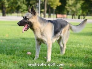 Silver German Shepherd: A Stunning and Rare Breed