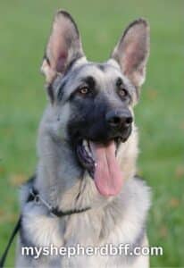 Silver German Shepherd: A Stunning and Rare Breed