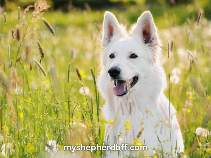 White German Shepherd: A Stunning Breed Beyond Imagination