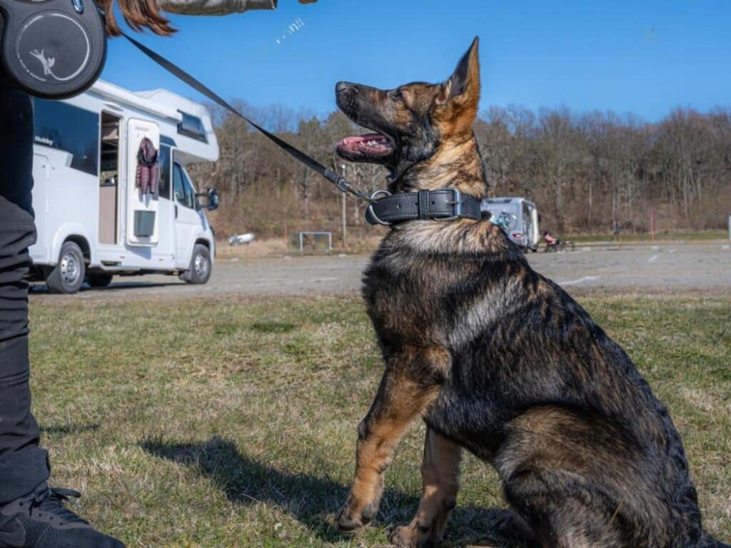 DDR German Shepherd: Working Dog With a Fascinating History