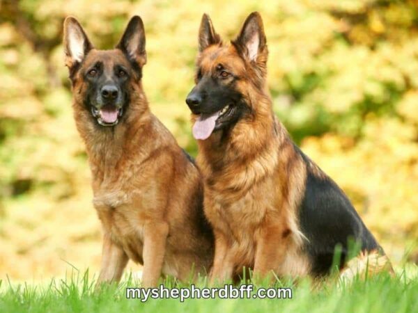 Working Line Vs Show Line German Shepherd: The Real Difference