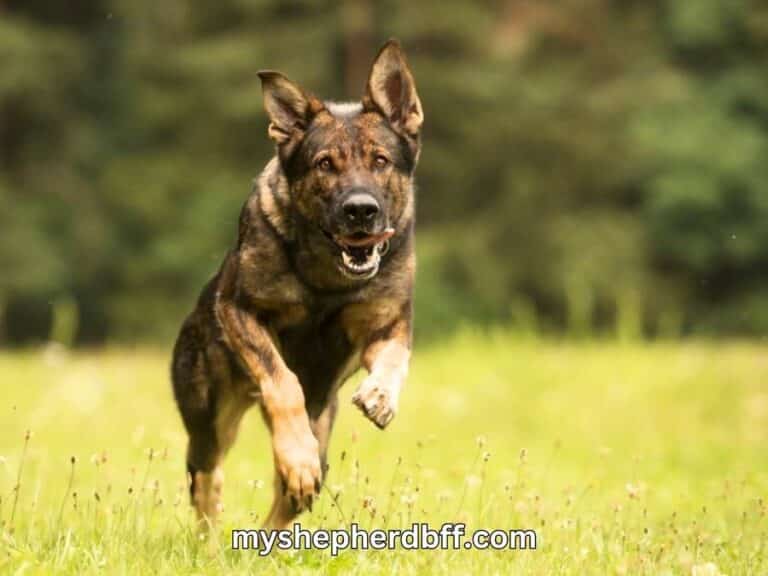 Working Line Vs Show Line German Shepherd: The Real Difference