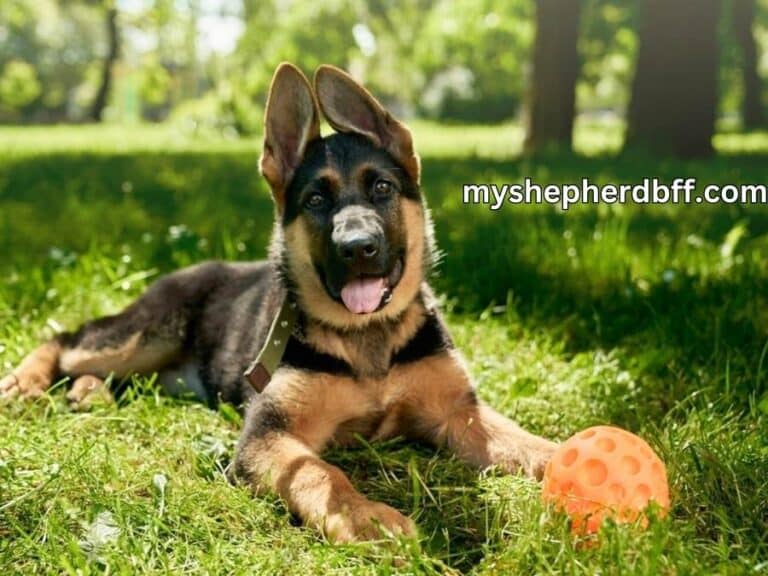 Why Are German Shepherds So Dramatic? How To Manage Their Behavior