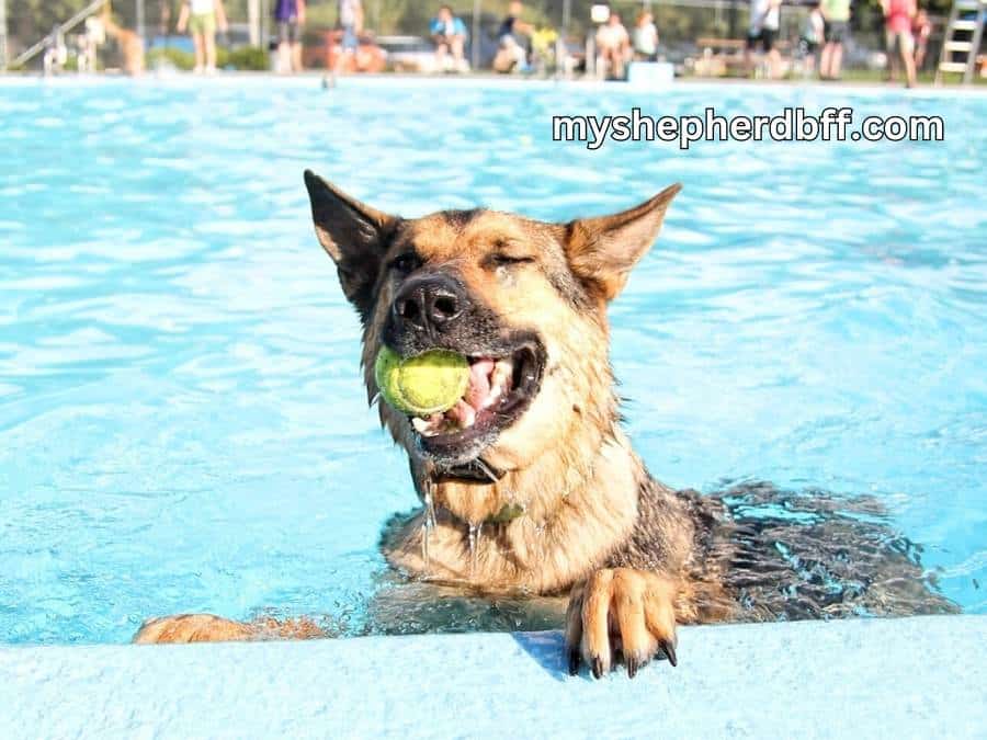Why Are German Shepherds So Dramatic? 11 Reasons