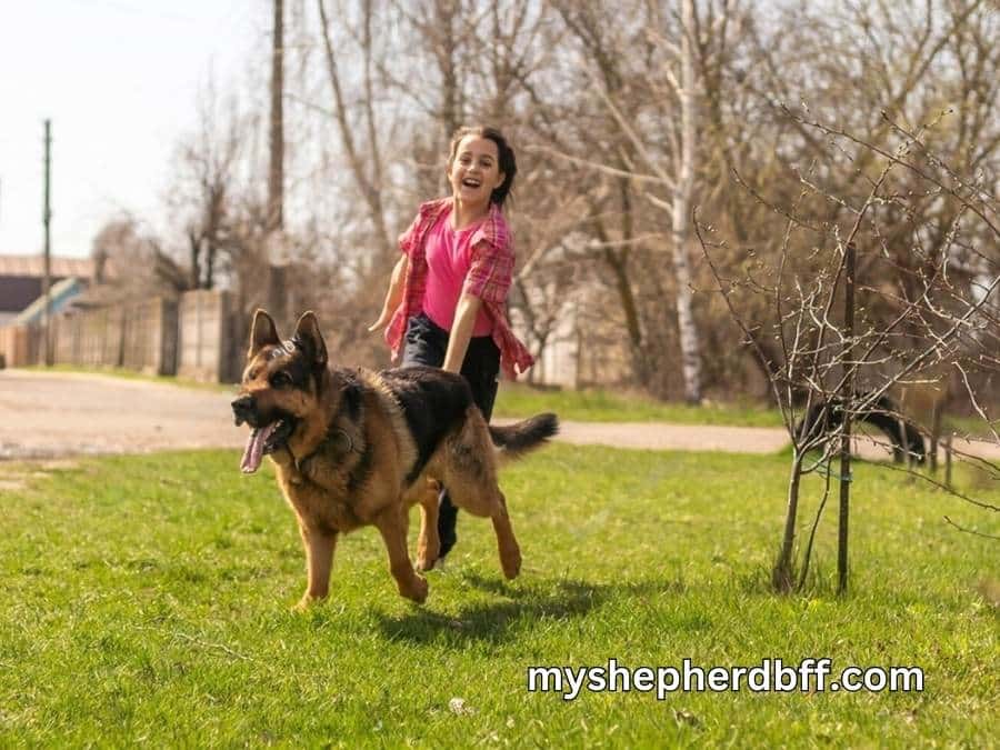 Why Are German Shepherds So Dramatic? 11 Reasons