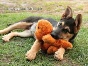 Why Are German Shepherds So Dramatic? How To Manage Their Behavior