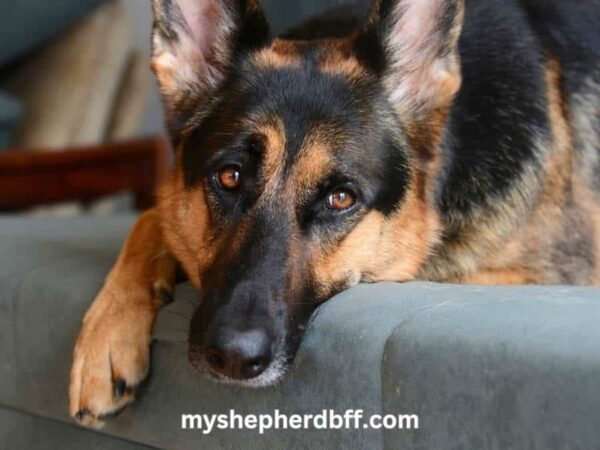 German Shepherd Behavior: Their Strange Quirks Explained