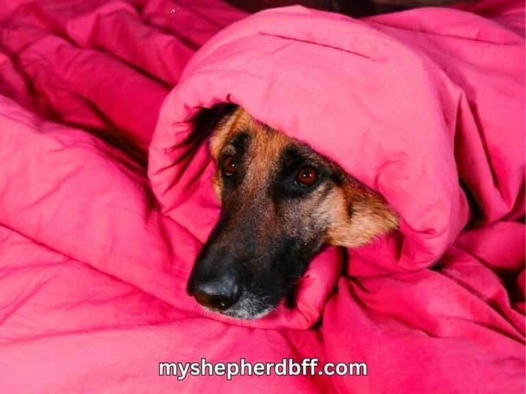 German Shepherd Sleeping With Owner: Is It Safe For You?