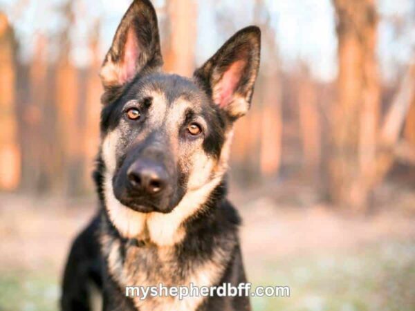 German Shepherd Behavior: Their Strange Quirks Explained