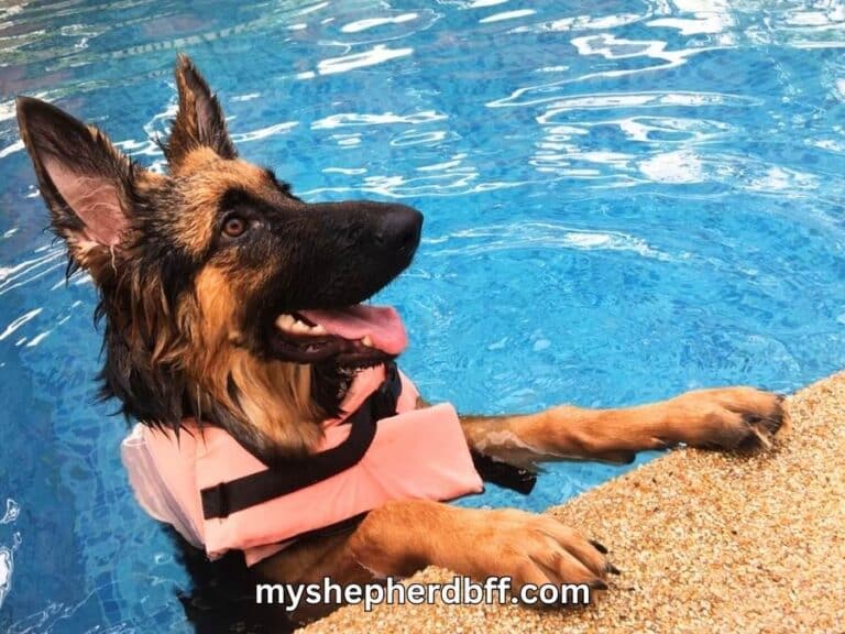 Can German Shepherds Swim? Yes, But...