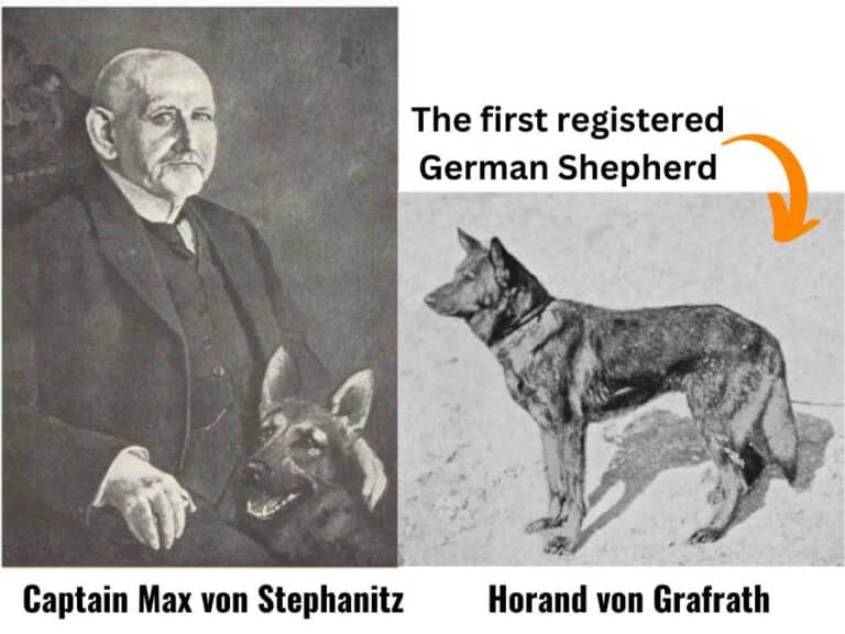 Working Line Vs Show Line German Shepherd: The Real Difference