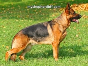 Straight Back German Shepherd vs Sloped Back: Which is Better?