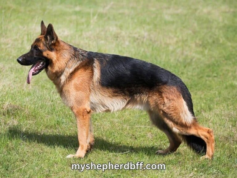 Working Line Vs Show Line German Shepherd: The Real Difference
