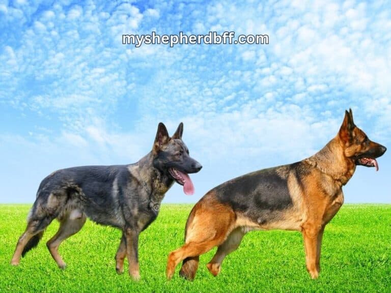 Straight Back German Shepherd vs Sloped Back: Which is Better?