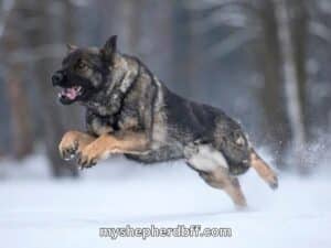 Working Line Vs Show Line German Shepherd: The Real Difference