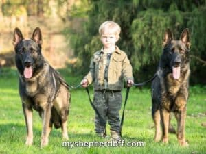 Working Line Vs Show Line German Shepherd: The Real Difference