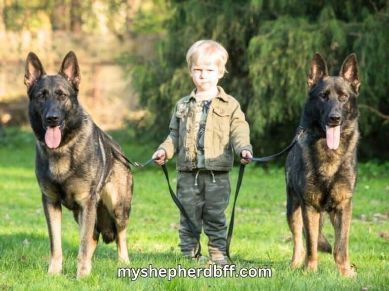 Working Line Vs Show Line German Shepherd: The Real Difference