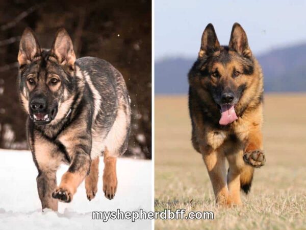 Working Line Vs Show Line German Shepherd: The Real Difference