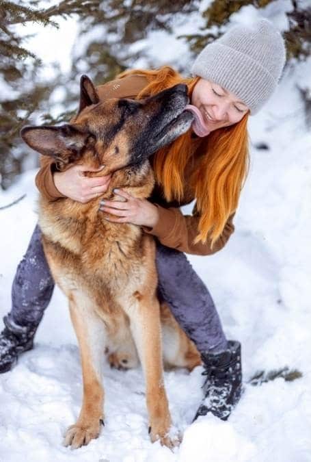 Do German Shepherds Like To Cuddle? Their Love For Affection