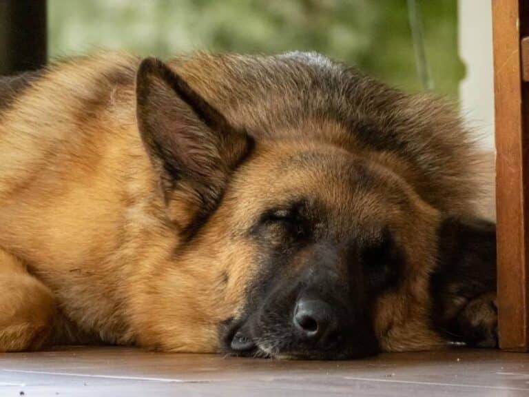 Why Does My German Shepherd Sleep by the Door?