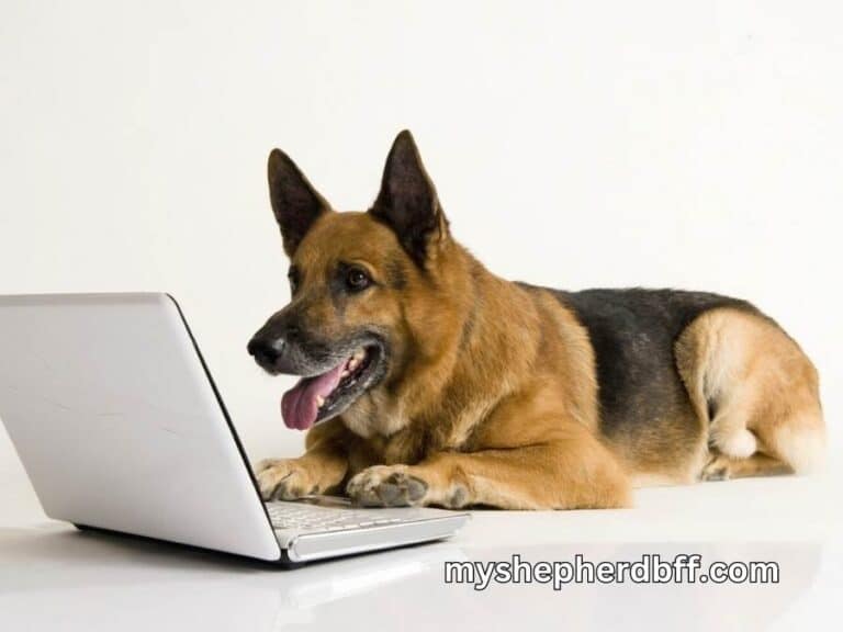 Are German Shepherds Smart? How Intelligent Are These Dogs?