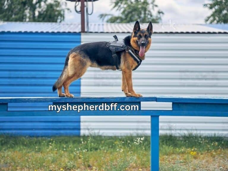 Are German Shepherds Smart? How Intelligent Are These Dogs?