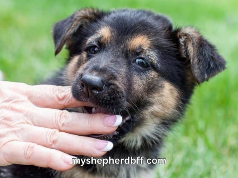 How To Stop German Shepherd Puppy From Biting