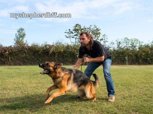 Are German Shepherds Smart? How Intelligent Are These Dogs?