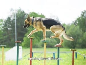 Are German Shepherds Smart? How Intelligent Are These Dogs?