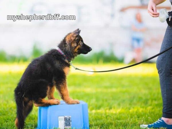 Are German Shepherds Smart? How Intelligent Are These Dogs?