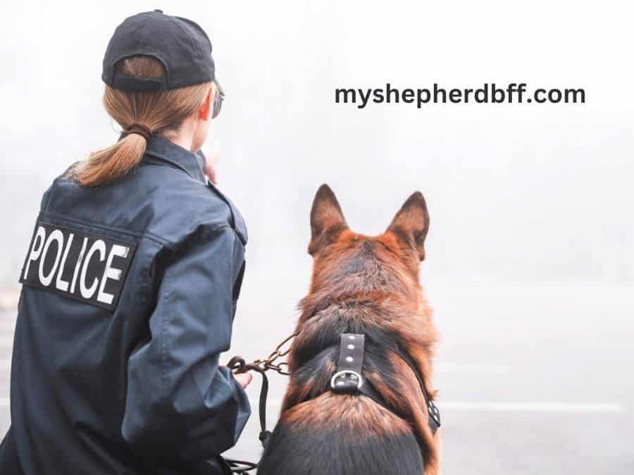 Why Are German Shepherds Police Dogs?
