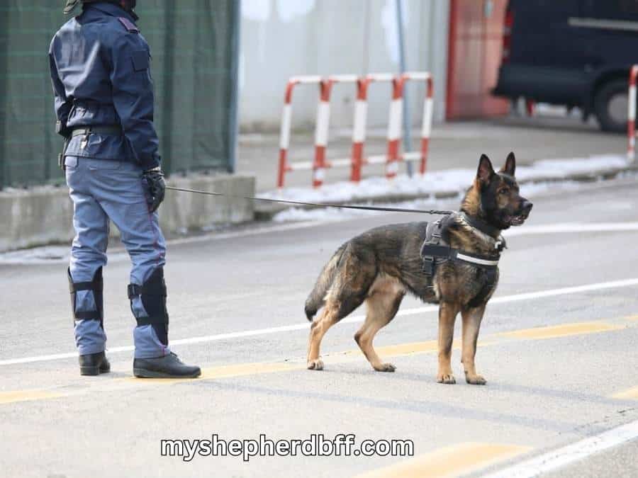 Why Are German Shepherds Police Dogs?