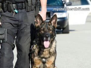 Why Are German Shepherds Police Dogs?