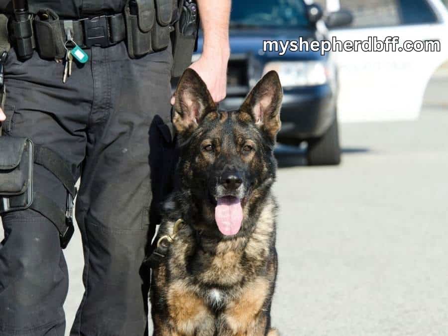 Why Are German Shepherds Police Dogs?