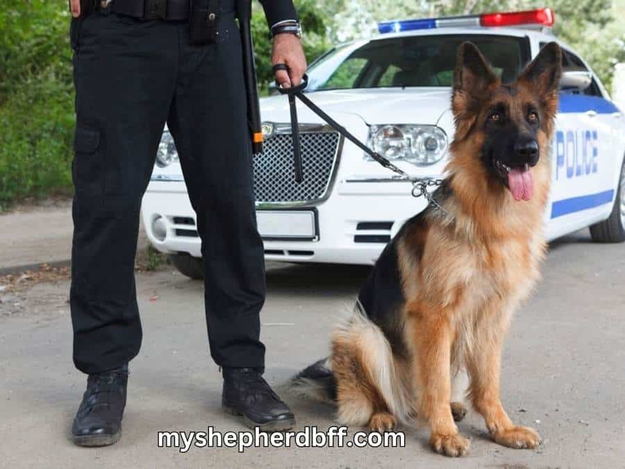 Why Are German Shepherds Police Dogs?