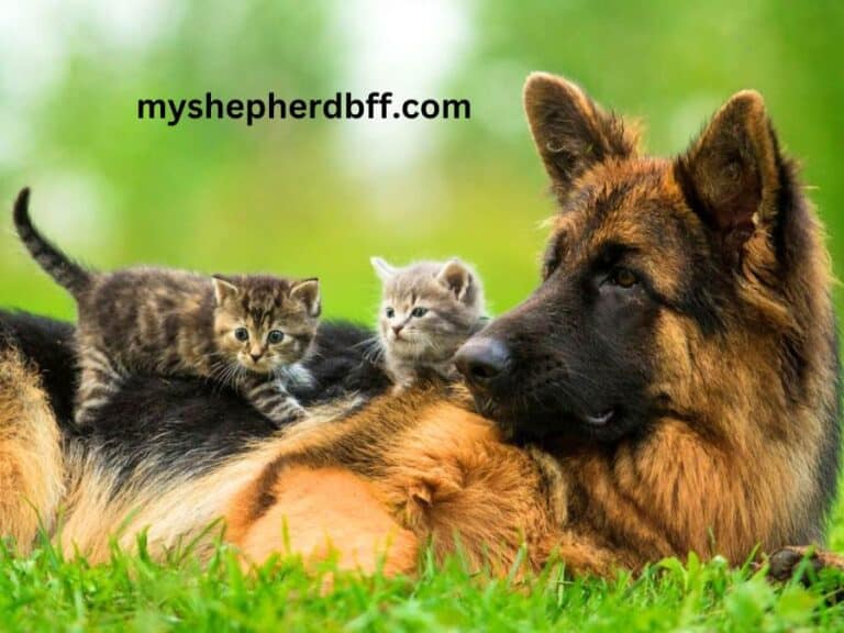 Are German Shepherds Good With Cats? Compatibility Explained