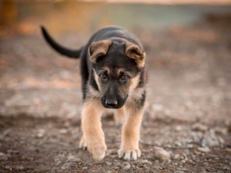 When Do German Shepherds Calm Down? Expert Tips