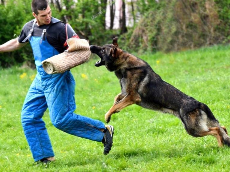 Why Are German Shepherds Police Dogs?