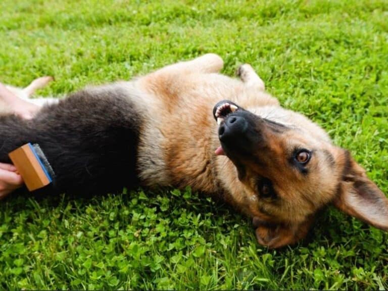 German Shepherd Allergies: Symptoms & Treatments