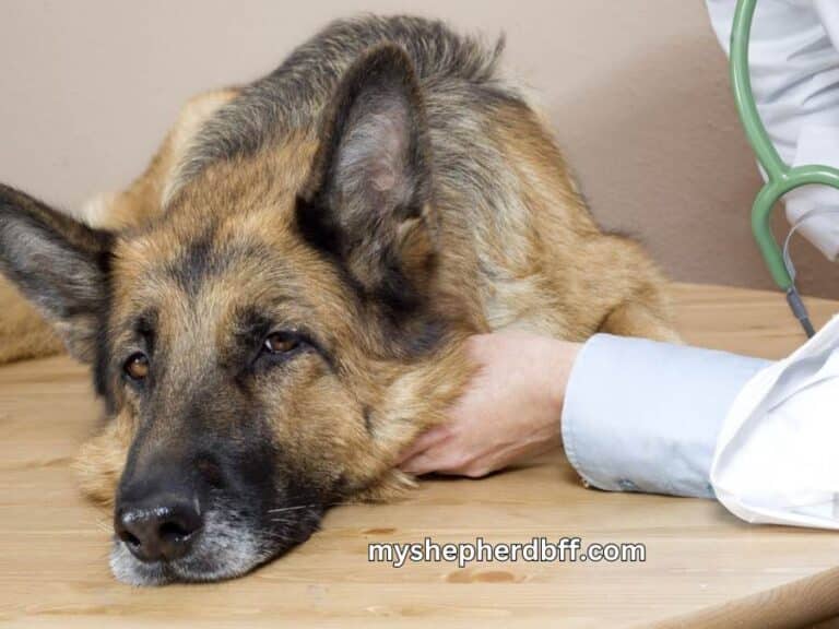 German Shepherd Degenerative Myelopathy: Symptoms & Treatments