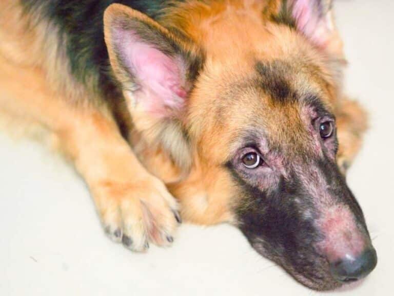The Most Common Health Issues in German Shepherds
