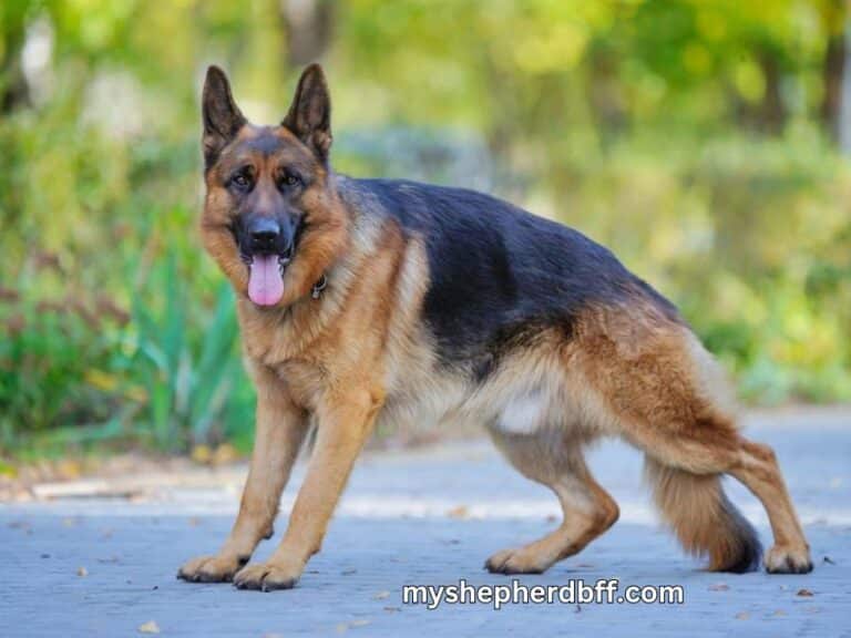 German Shepherd Degenerative Myelopathy: Symptoms & Treatments