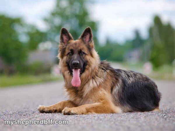 German Shepherd Skin Yeast Infection Treatment At Home