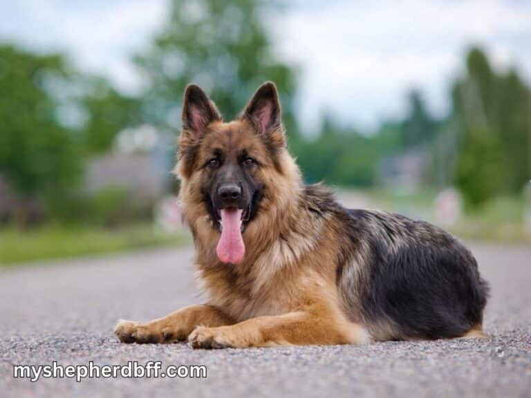 German Shepherd Skin Yeast Infection Treatment At Home