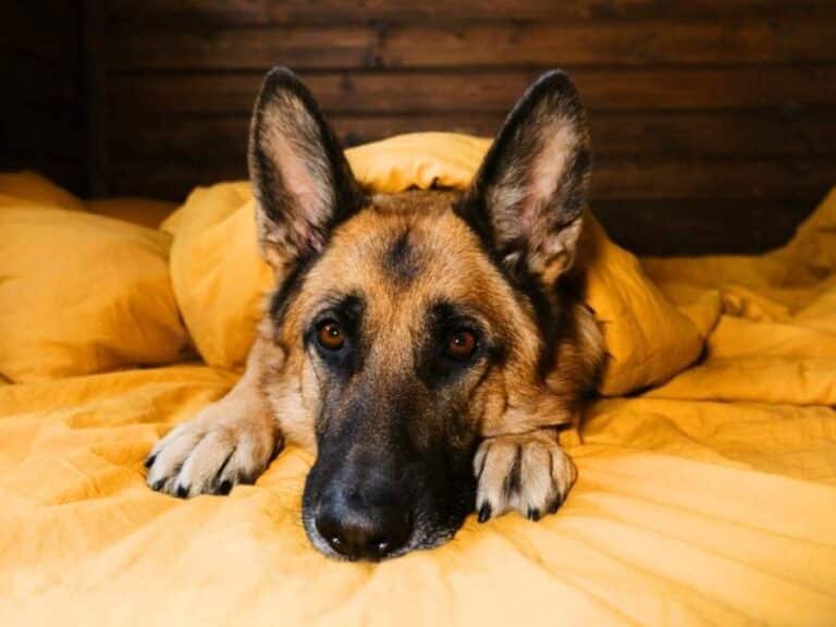 German Shepherd Bloat: Gastric Dilatation and Volvulus (GDV)