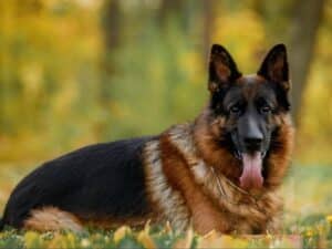 German Shepherd Skin Yeast Infection Treatment At Home